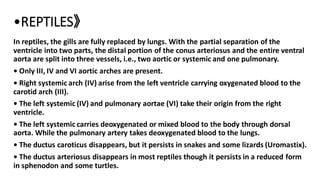 EVOLUTION OF AORTIC ARCHES IN VERTEBRATES | PDF