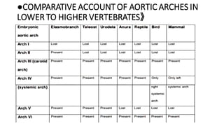 EVOLUTION OF AORTIC ARCHES IN VERTEBRATES | PDF