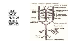 EVOLUTION OF AORTIC ARCHES IN VERTEBRATES | PDF