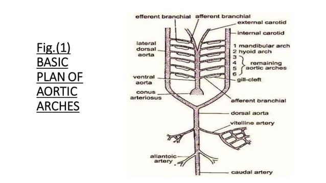 EVOLUTION OF AORTIC ARCHES IN VERTEBRATES | PDF