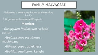 Family malvacea | PPT