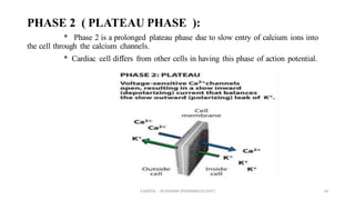 Electrophysiology of cardiac muscle | PDF | Heart and Cardiovascular ...