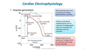 Electrophysiology of cardiac muscle | PDF | Heart and Cardiovascular ...