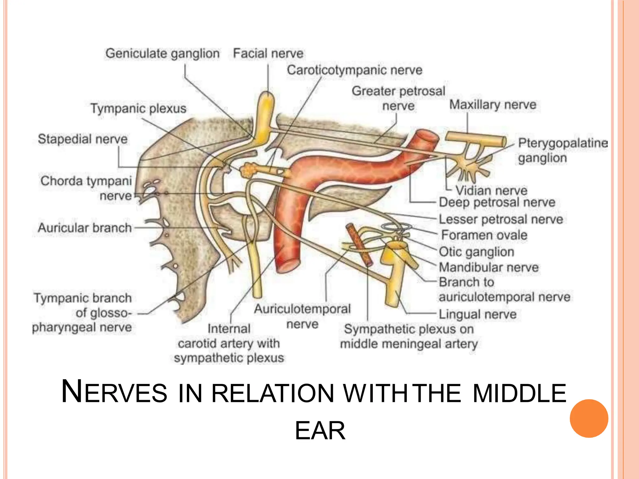 anatomy and embrology of middle and inner ear | PPTX