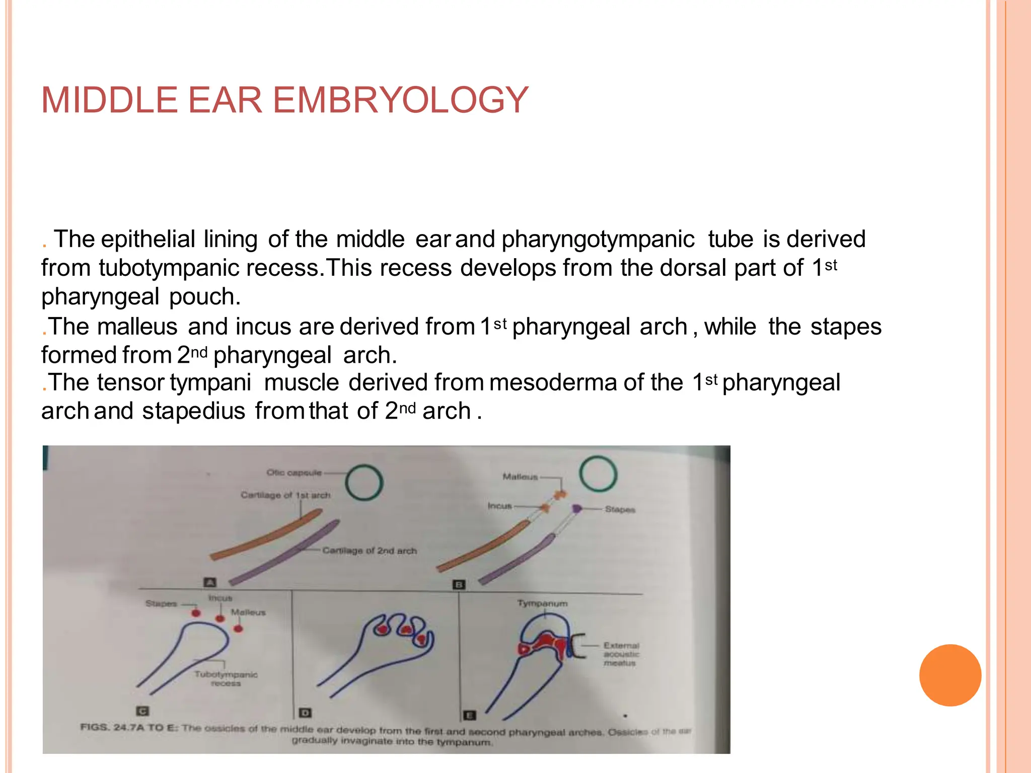 anatomy and embrology of middle and inner ear | PPTX