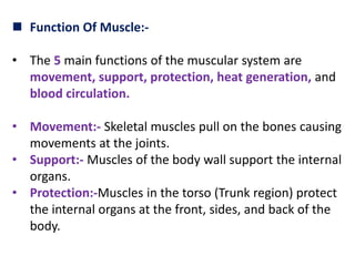 Presentation on Muscle very easy and short.pptx