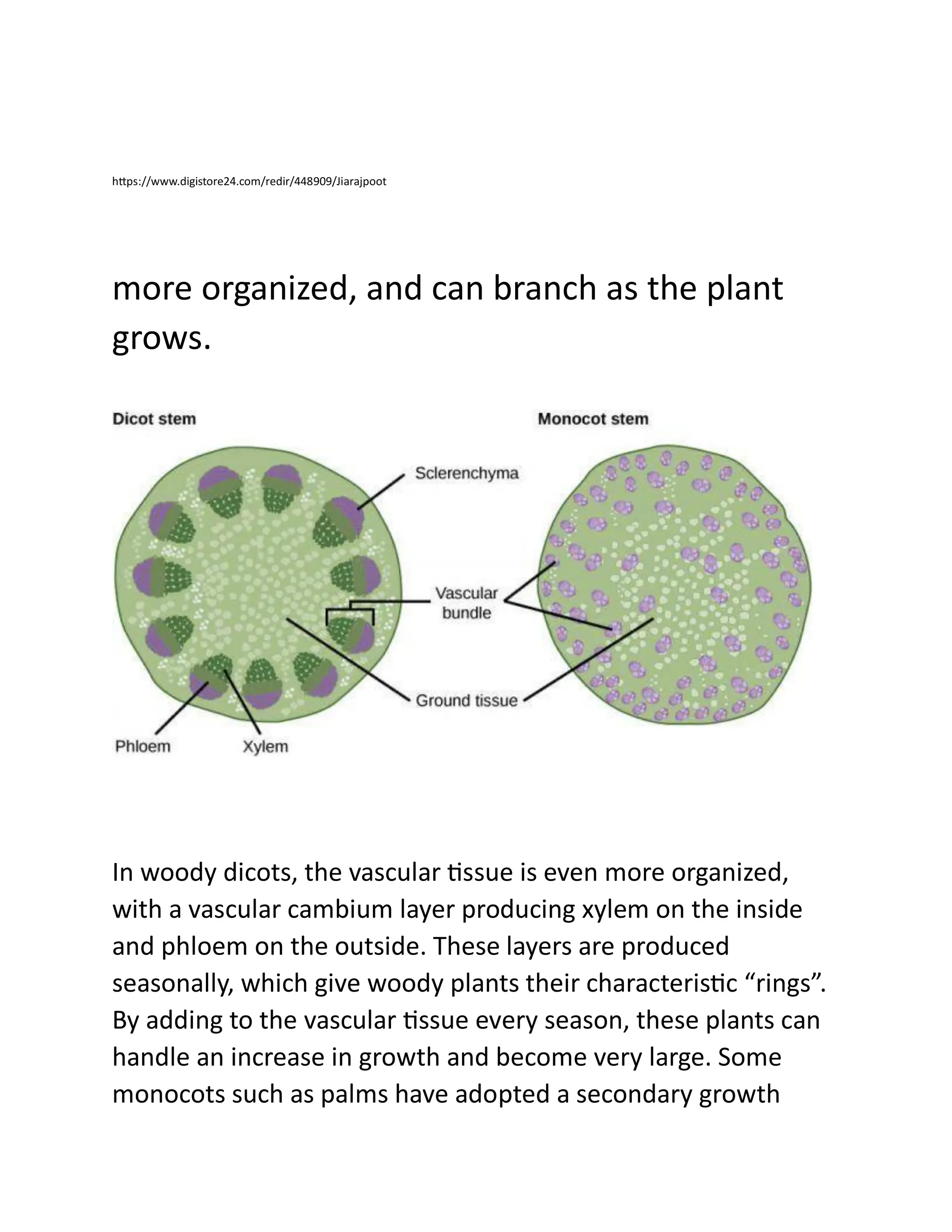 Vascular tissue | PDF | Gardening | Home & Garden