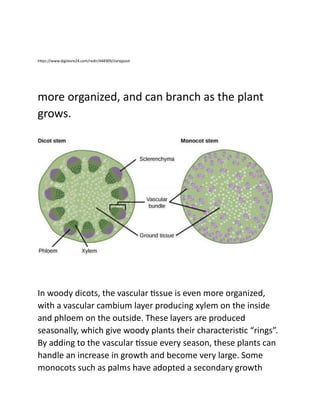 Vascular tissue | PDF