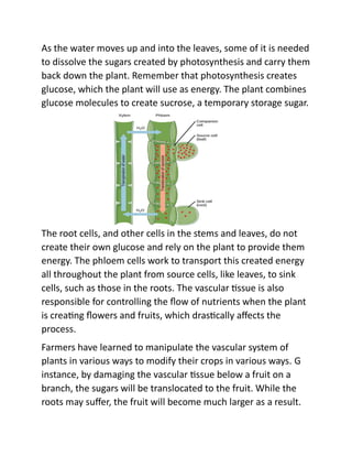 Vascular tissue | PDF | Gardening | Home & Garden