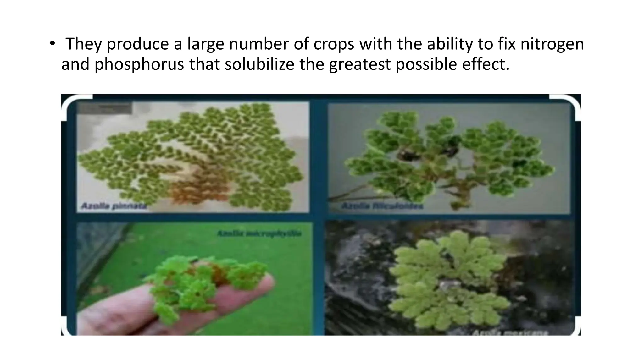 MICROALGAE AS BIOFERTILIZERS. pptx | PPTX