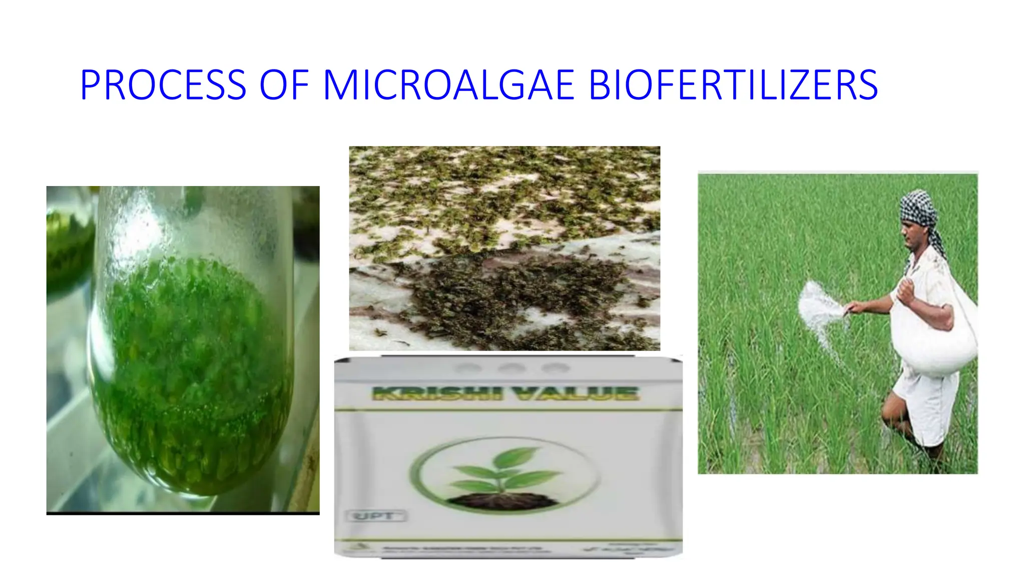 MICROALGAE AS BIOFERTILIZERS. pptx | PPTX