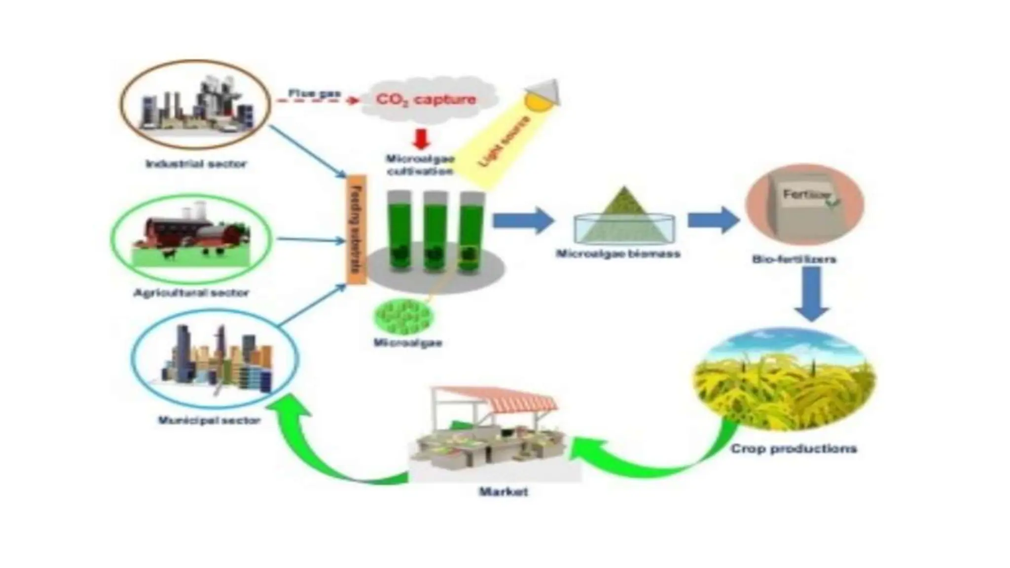 MICROALGAE AS BIOFERTILIZERS. pptx | PPTX