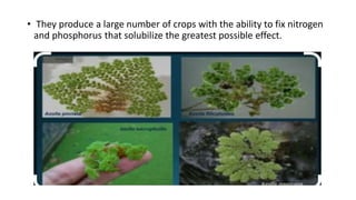 MICROALGAE AS BIOFERTILIZERS. pptx | PPTX