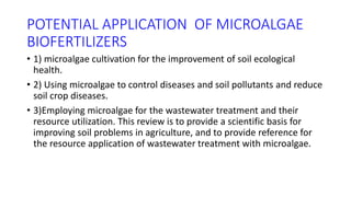 MICROALGAE AS BIOFERTILIZERS. pptx | PPTX