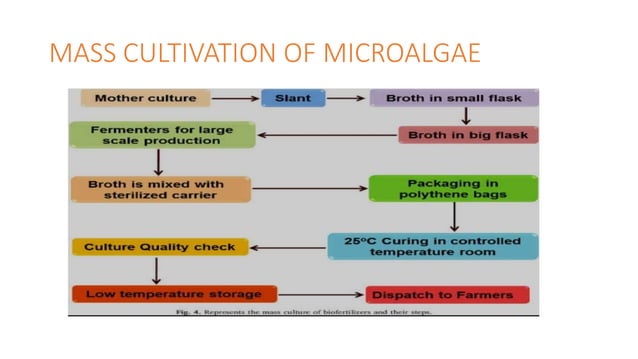 MICROALGAE AS BIOFERTILIZERS. pptx | PPTX | Agriculture | Industries