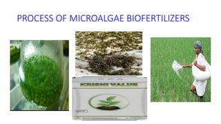 MICROALGAE AS BIOFERTILIZERS. pptx | PPTX