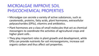 MICROALGAE AS BIOFERTILIZERS. pptx | PPTX