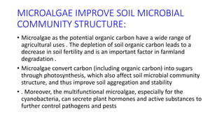 MICROALGAE AS BIOFERTILIZERS. pptx | PPTX