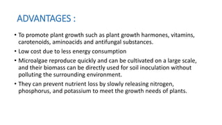 MICROALGAE AS BIOFERTILIZERS. pptx | PPTX