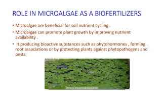 MICROALGAE AS BIOFERTILIZERS. pptx | PPTX