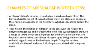 MICROALGAE AS BIOFERTILIZERS. pptx | PPTX