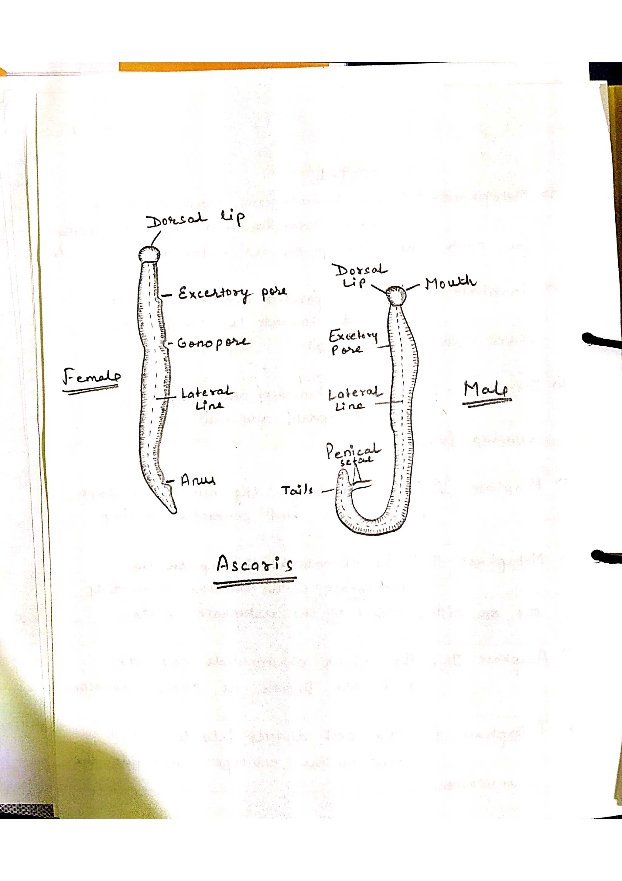 Biology practical 12 all experment and spotting.pdf
