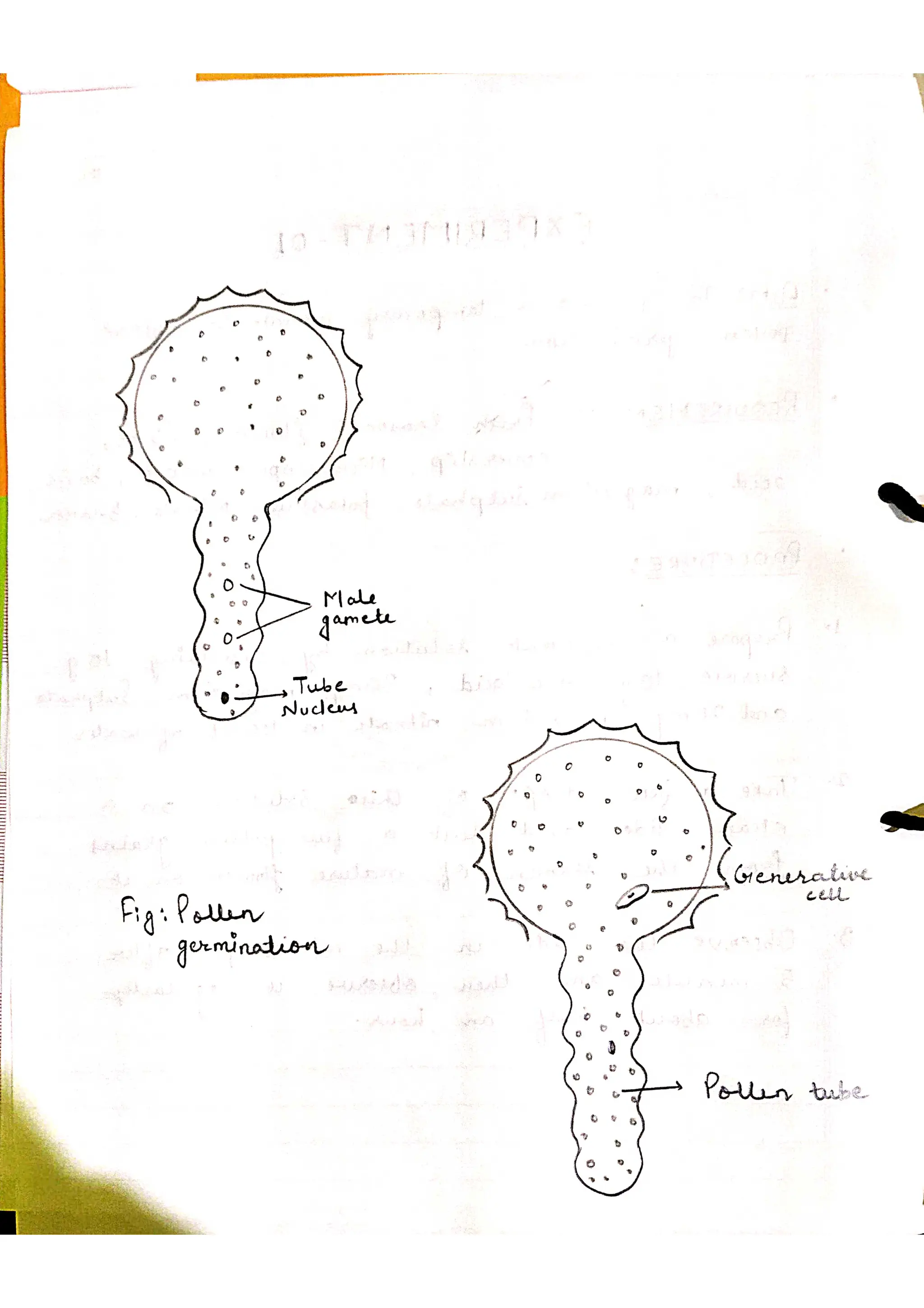 Biology practical 12 all experment and spotting.pdf