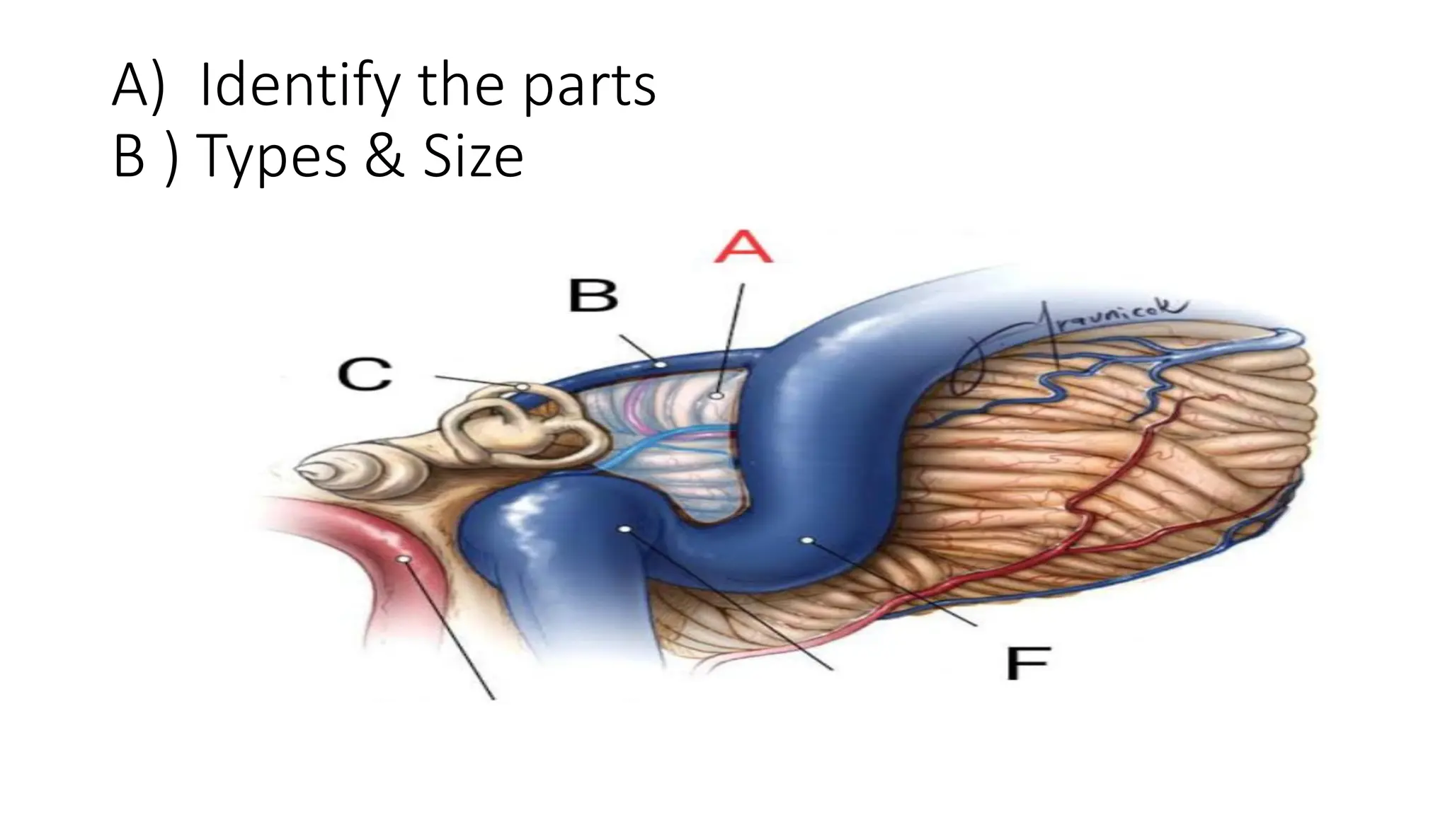 Otorhinolaryngology objective structural clinical examination | PDF