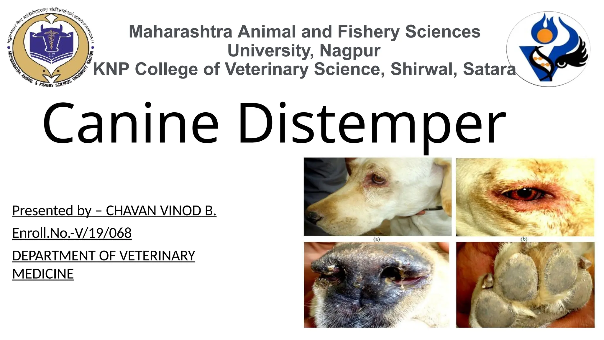 Canine management of disease Veterinry college Bidar | PPTX