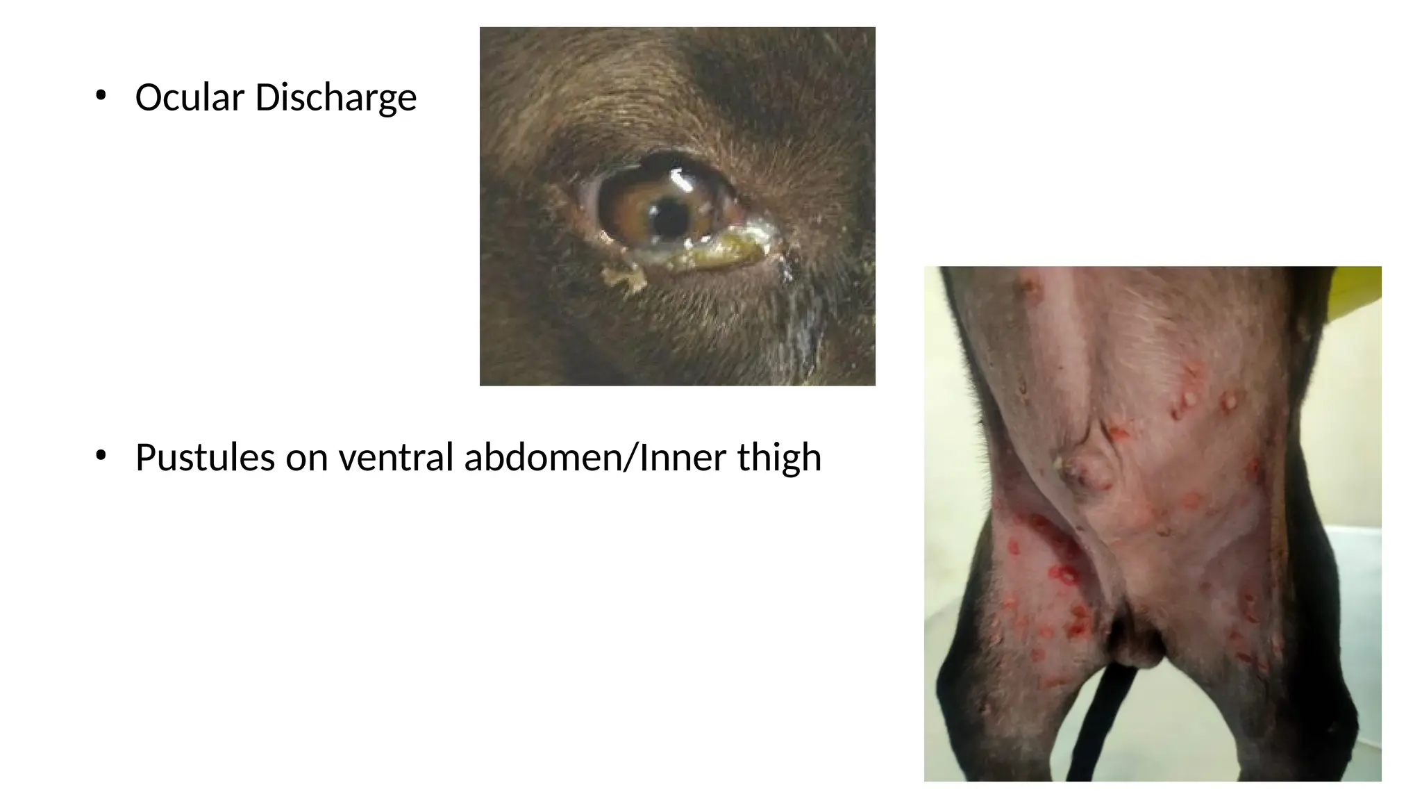 Canine management of disease Veterinry college Bidar | PPTX