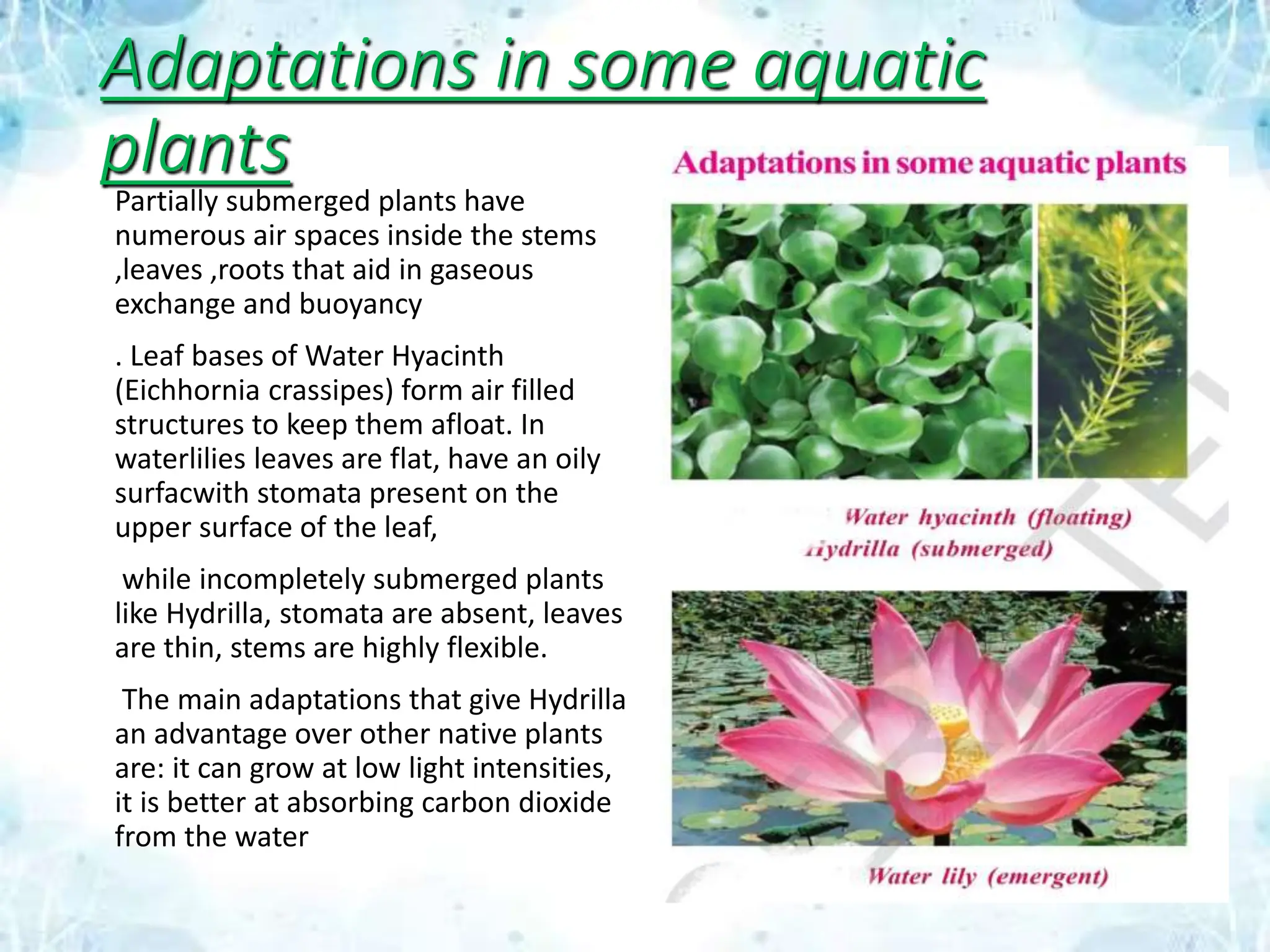 ADAPTATION OF LIVING ORGANISMS TO DIFFERENT ECOSYSTEMS | PPTX