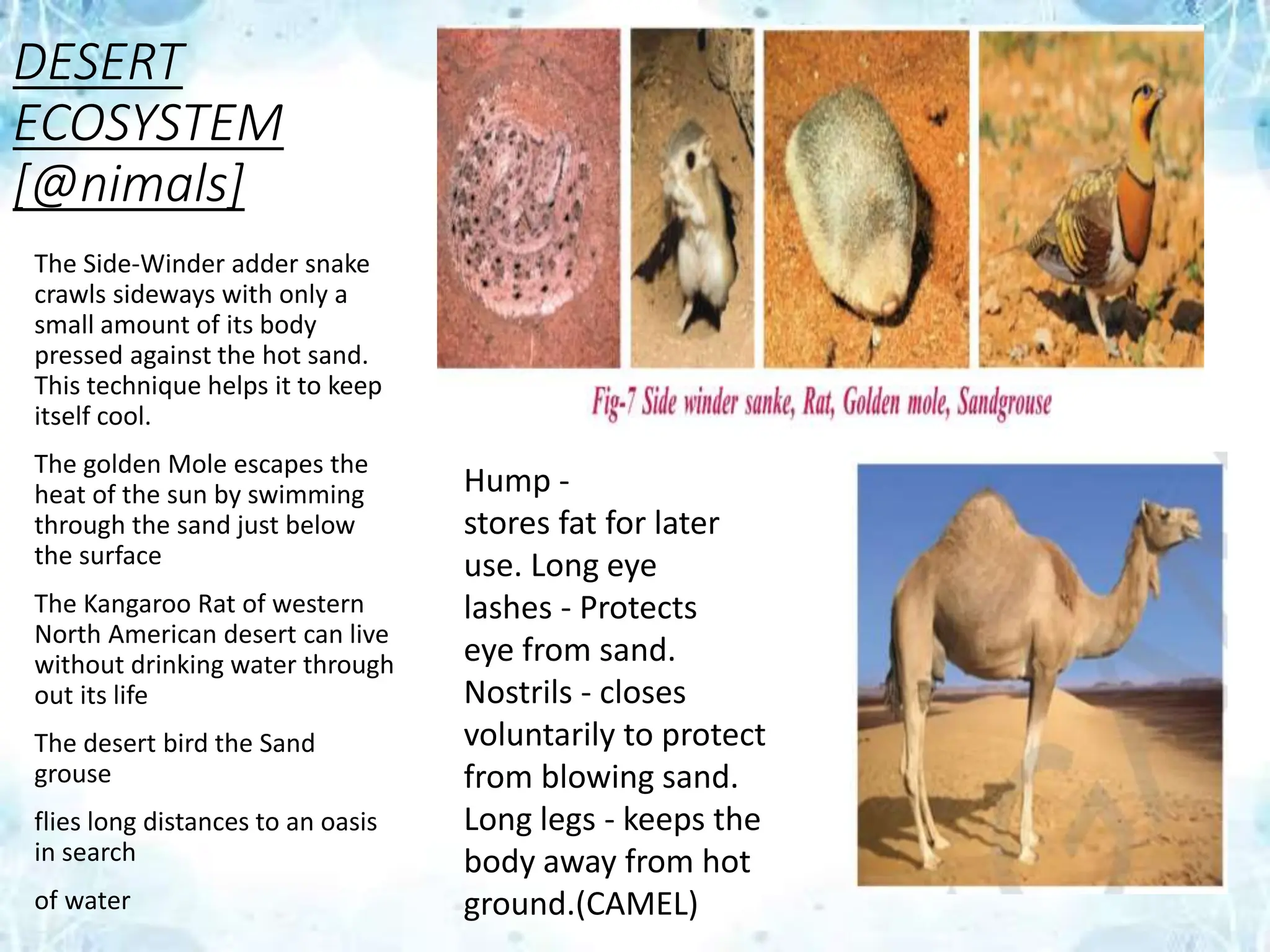 ADAPTATION OF LIVING ORGANISMS TO DIFFERENT ECOSYSTEMS | PPTX