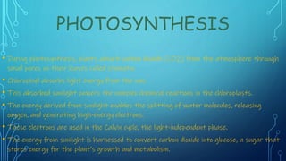 Carbon and Oxygen Cycle PPT for Class 9 children | PPTX