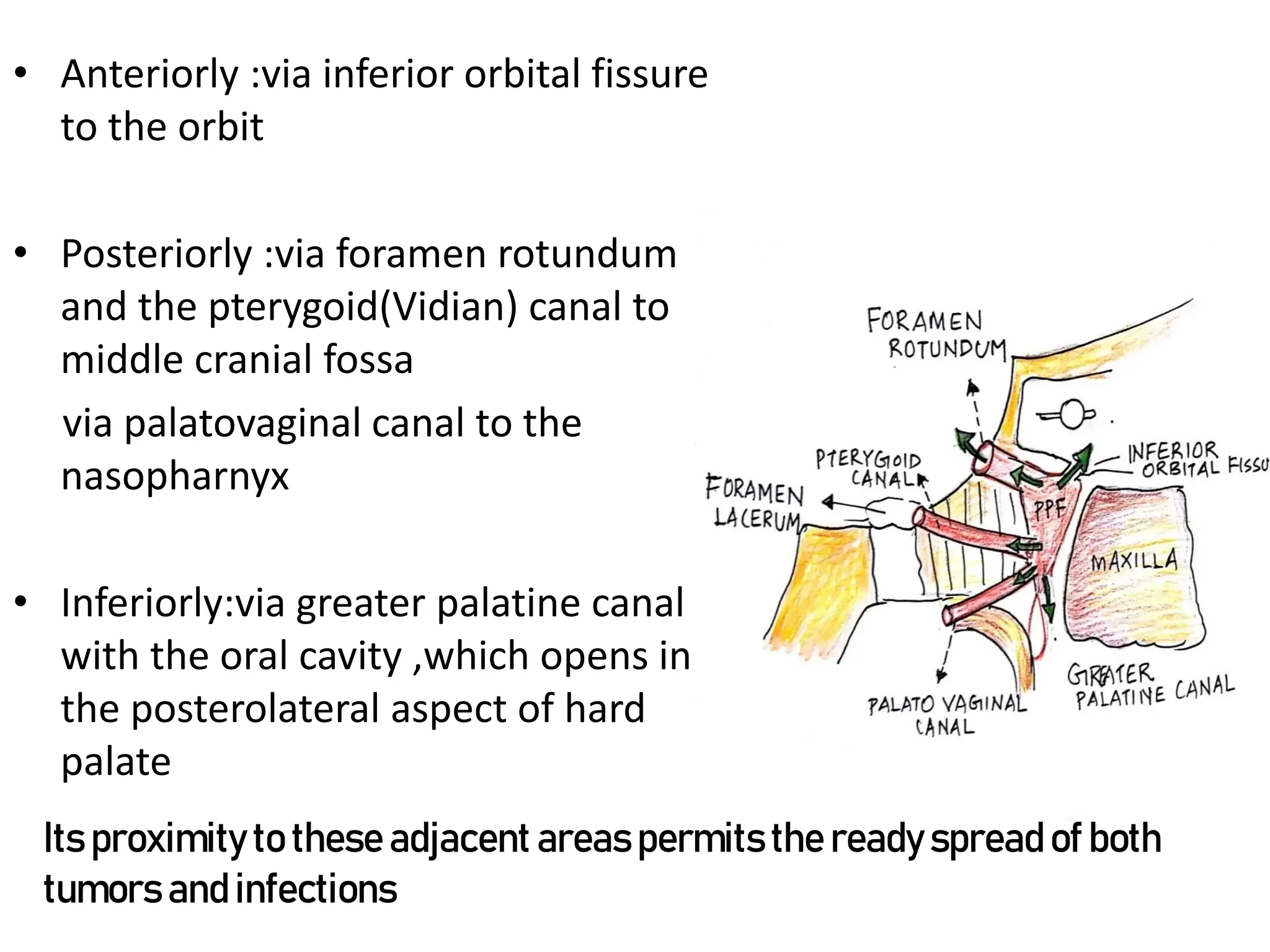 Pterygopalatine fossa -anatomy and approaches | PDF