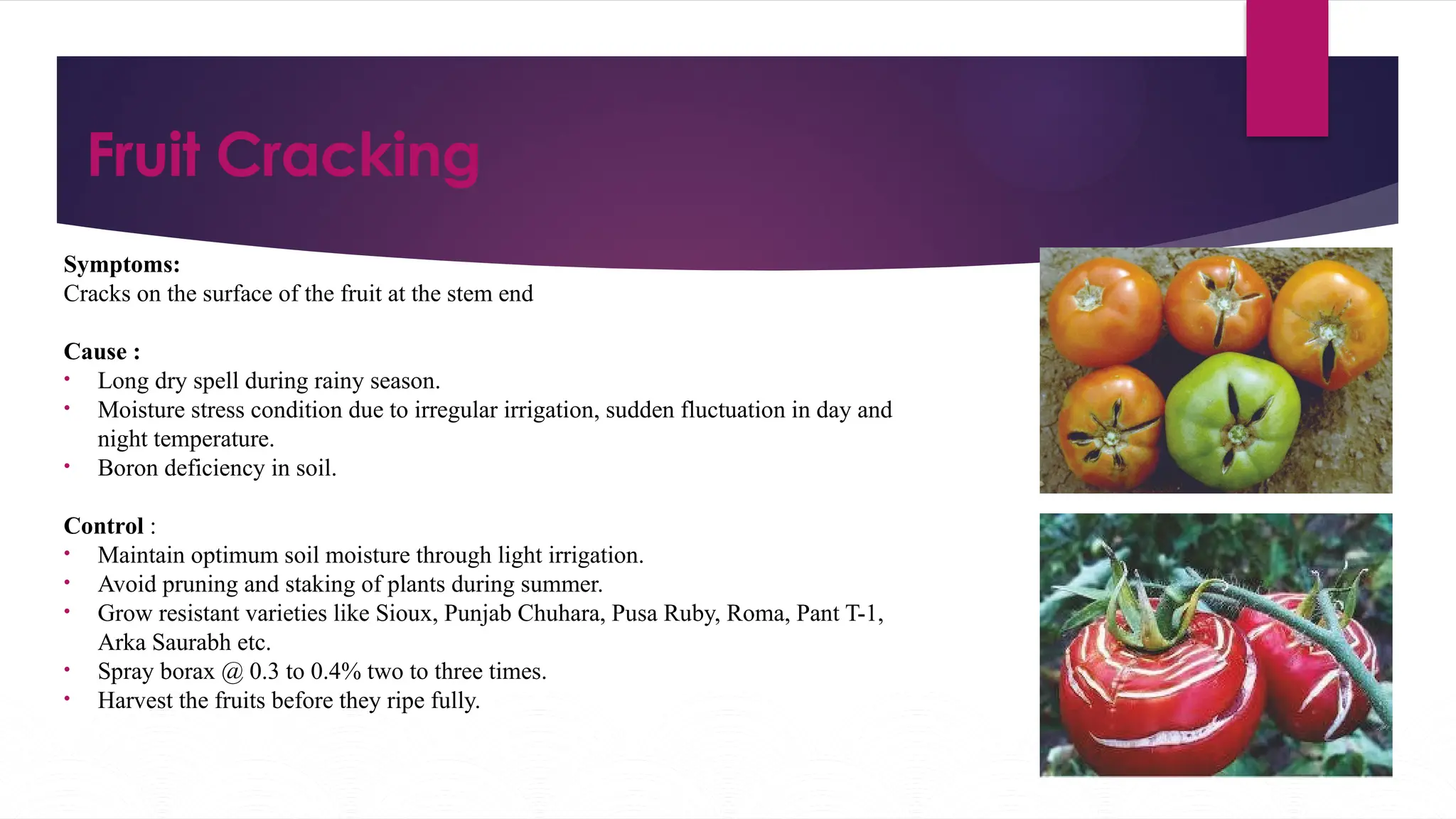 physiological disorder of tomatoes .pptx