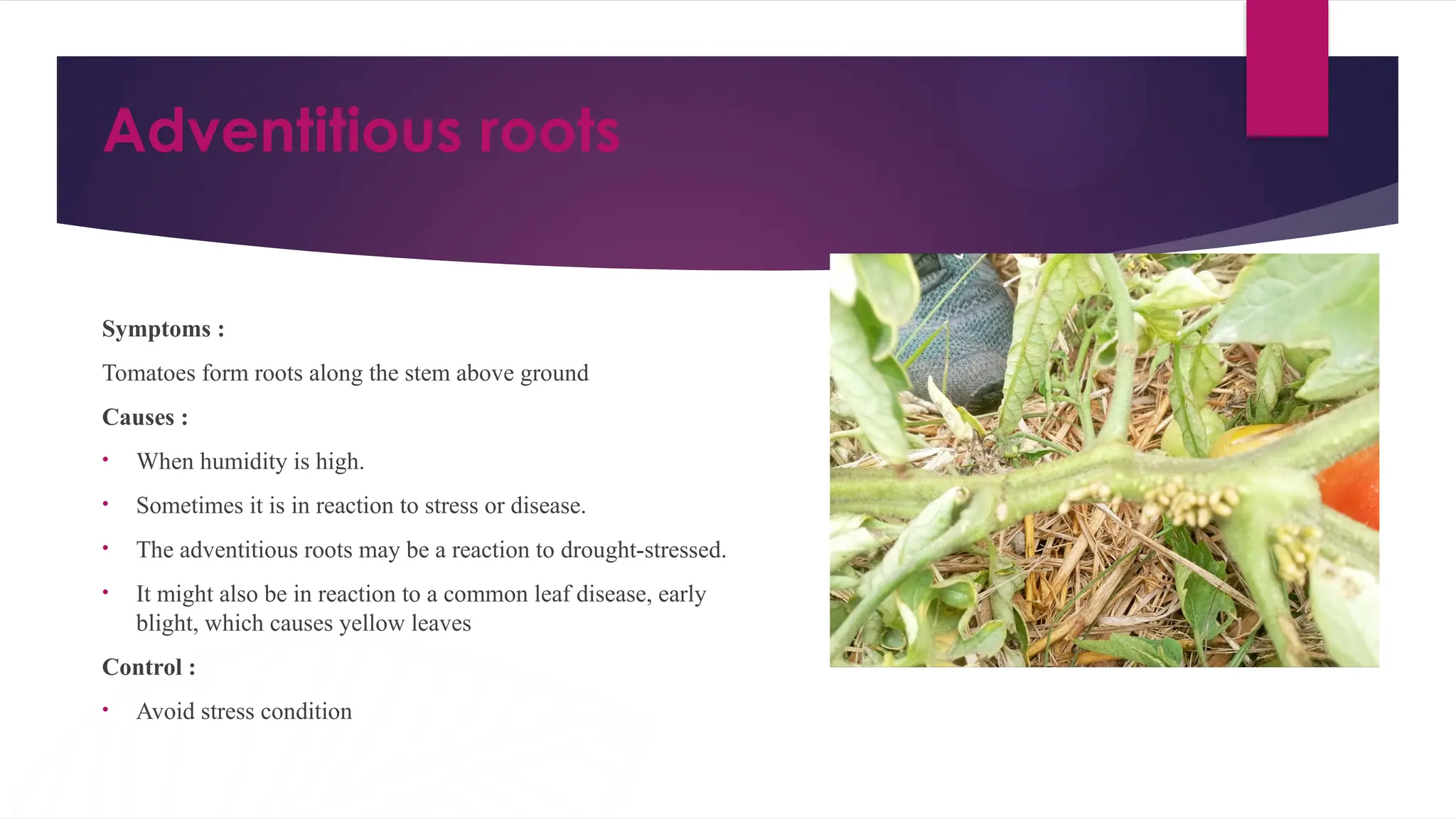 physiological disorder of tomatoes .pptx