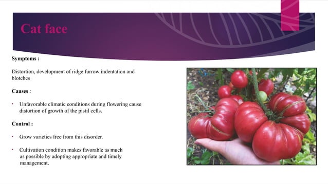 physiological disorder of tomatoes .pptx