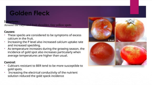 physiological disorder of tomatoes .pptx