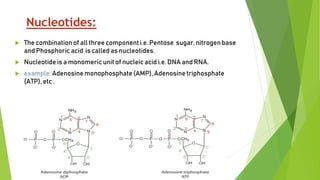 presentation on a nucleic acid in chemistry | PPTX