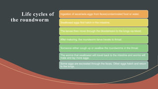 Ascariasis, Department of Physiotherapy, SHUATS, Prayagraj | PPTX