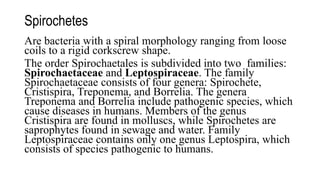 Spirochetesxxx DOC-20240305-WA0004..pptx