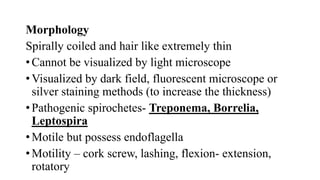 Spirochetesxxx DOC-20240305-WA0004..pptx