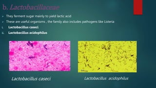 Microbes in dairy industries and its microorganisms | PPTX