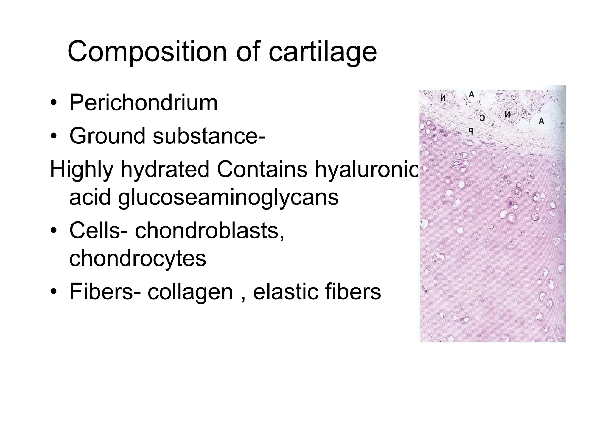 Bones and cartilage chapter and it's note | PDF