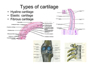Bones and cartilage chapter and it's note | PPT