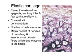 Bones and cartilage chapter and it's note | PPT