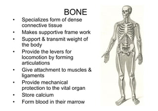 Bones and cartilage chapter and it's note | PPT