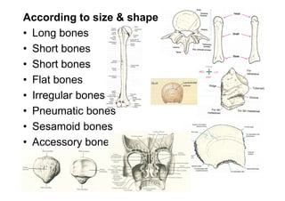 Bones and cartilage chapter and it's note | PPT