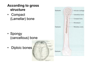 Bones and cartilage chapter and it's note | PPT