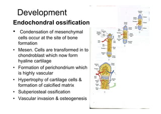 Bones and cartilage chapter and it's note | PPT